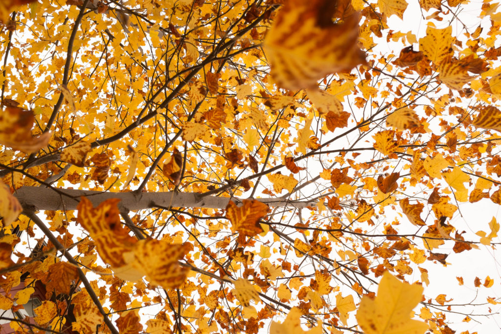 Gold leaves – a sibilant intake of breath