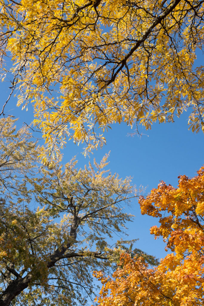 High Park trees – a sibilant intake of breath