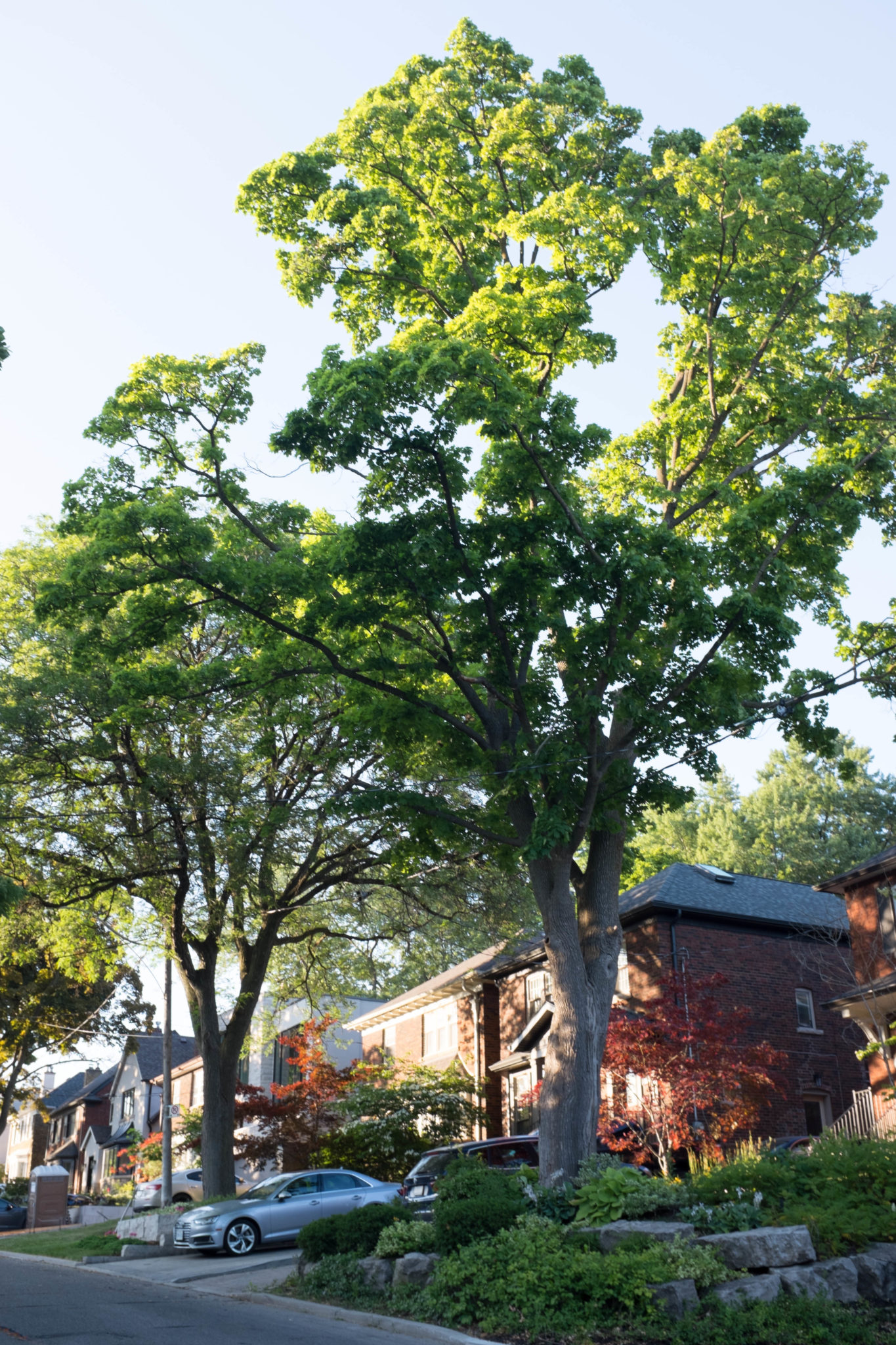 Towering tree – a sibilant intake of breath