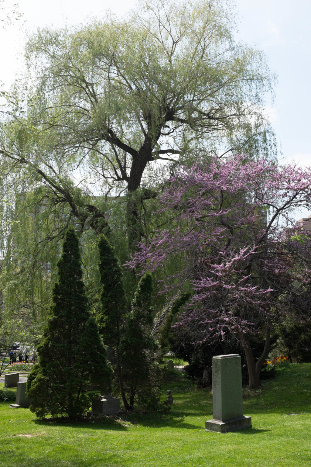 Variety of cemetery trees – a sibilant intake of breath